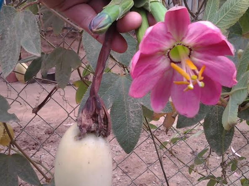 Catálogo | Passiflora Chile